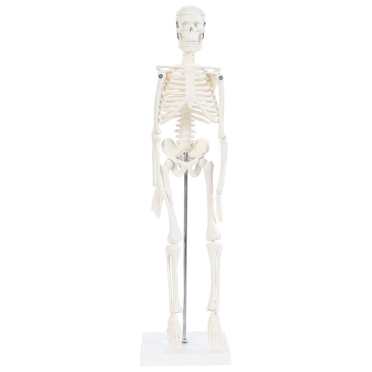 Buy ZJM Human Skeleton Model for Anatomy, 45CM Mini Desktop Human ...