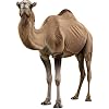 Amazon.com: EnjoyView Nativity Camel 1FT Life Size Cardboard Cutout ...