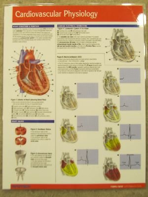 Cardiovascular Physiology: 9781550801613: Books - Amazon.ca
