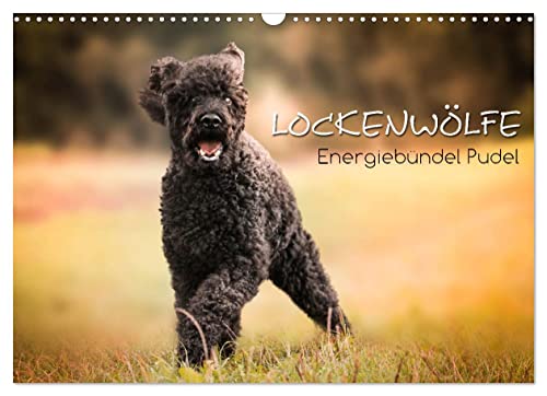 Pudel Kalender 2023 – Die 15 besten Produkte im Vergleich - HundeINFOPortal