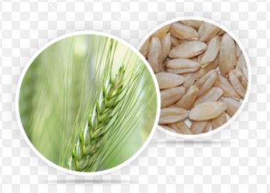 Amazon.com : PEARLED SOFT WHEAT- 55lb : Grocery & Gourmet Food