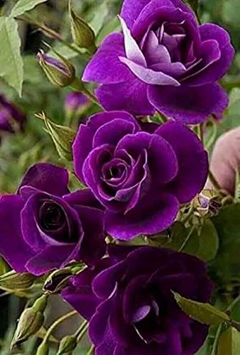 Royal Paradise Garden"Purple Violet" Rose Flower Plant Home Garden ...