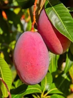 ShopCaart Gulab Khas Mango Original Grafted Live Plant, Pack of 1 ...