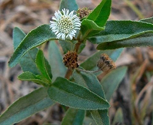 Guruji Plantation Bhringraj Herbal & Medicinal Manjal Karisalankanni ...