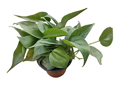 Scandens Oxycardium, heart-leaf philodendron with Pot-4" Free Vermi ...
