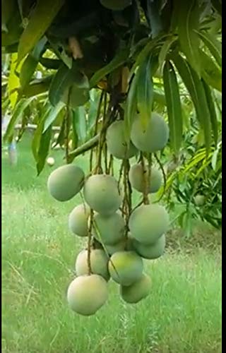 PlantsShip Rumani Mnago Fruit Plant : Amazon.in: Garden & Outdoors
