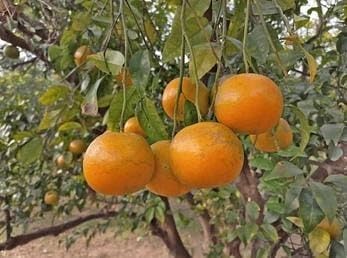 Natura GreenHouse Grafted 1 Live Original Sweet Chataki Orange Lemon ...