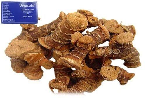 Urancia® Galangal Kulanjan Sugandhmula Roots Alpinia galanga Zingiber ...