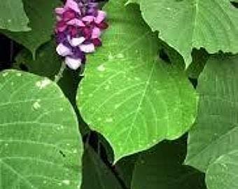 Kudzu - How to grow & care
