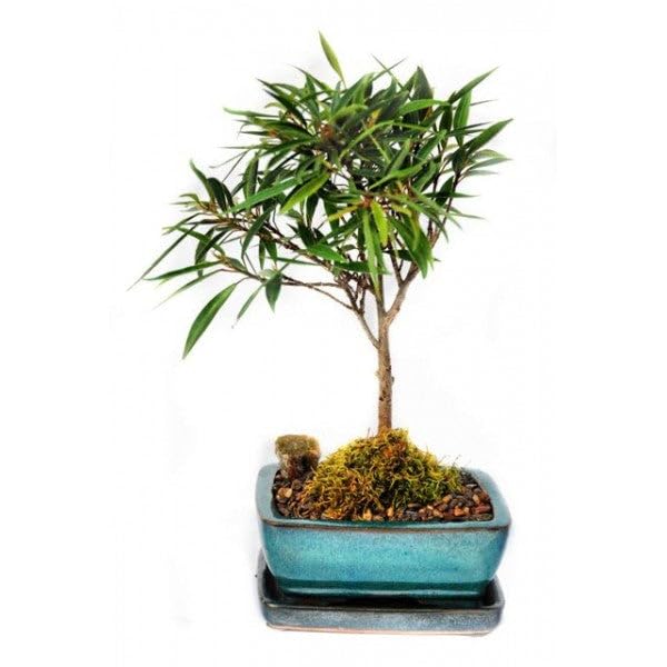 Mphmi Live Plants Ficus Nerifolia Willow leaf pre bonsai sapling plant ...
