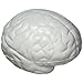 Amazon.com: Brain Stress Toy - Gray by Ariel : Toys & Games