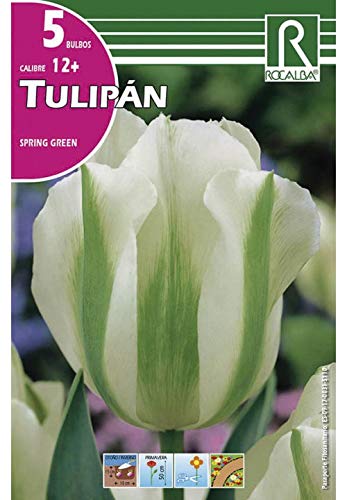 Bulbos de Calas en Leroy Merlin: Todo lo que necesitas saber - Mi Hogar