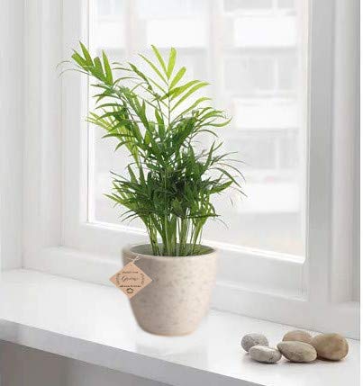 Abana Homes Chamaedorea Mini Palm Tree Live Plant for Home and Office ...