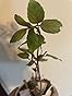 Amazon.com : 4 African Blue Basil Plants Live, Live Basil Plant, 3 to 7 ...