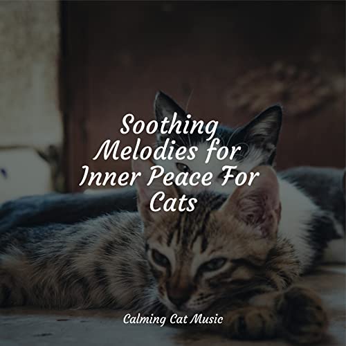 Écouter Soothing Melodies for Inner Peace For Cats par Jazz Music ...