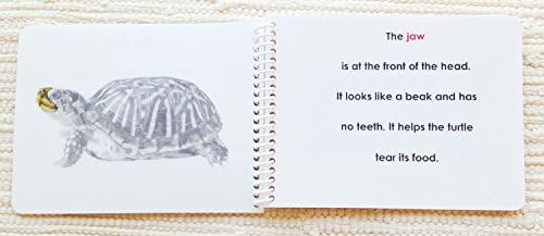 Turtle External Anatomy