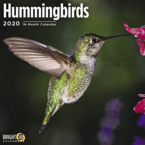 Hummingbirds Wall Calendar 2020: BRIGHT DAY: 9781684601288: Amazon.com ...