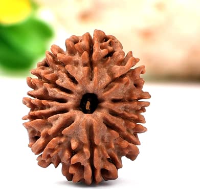 Royal Gems Best Origin Eleven 11 Mukhi Rudraksha Original Certified ...