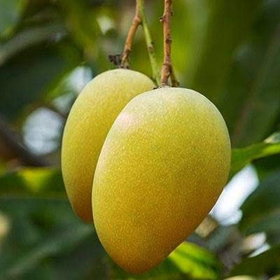 Amazing Store Live Sweet Sundari Mango Plant 1.5 Feet + Height : Amazon ...