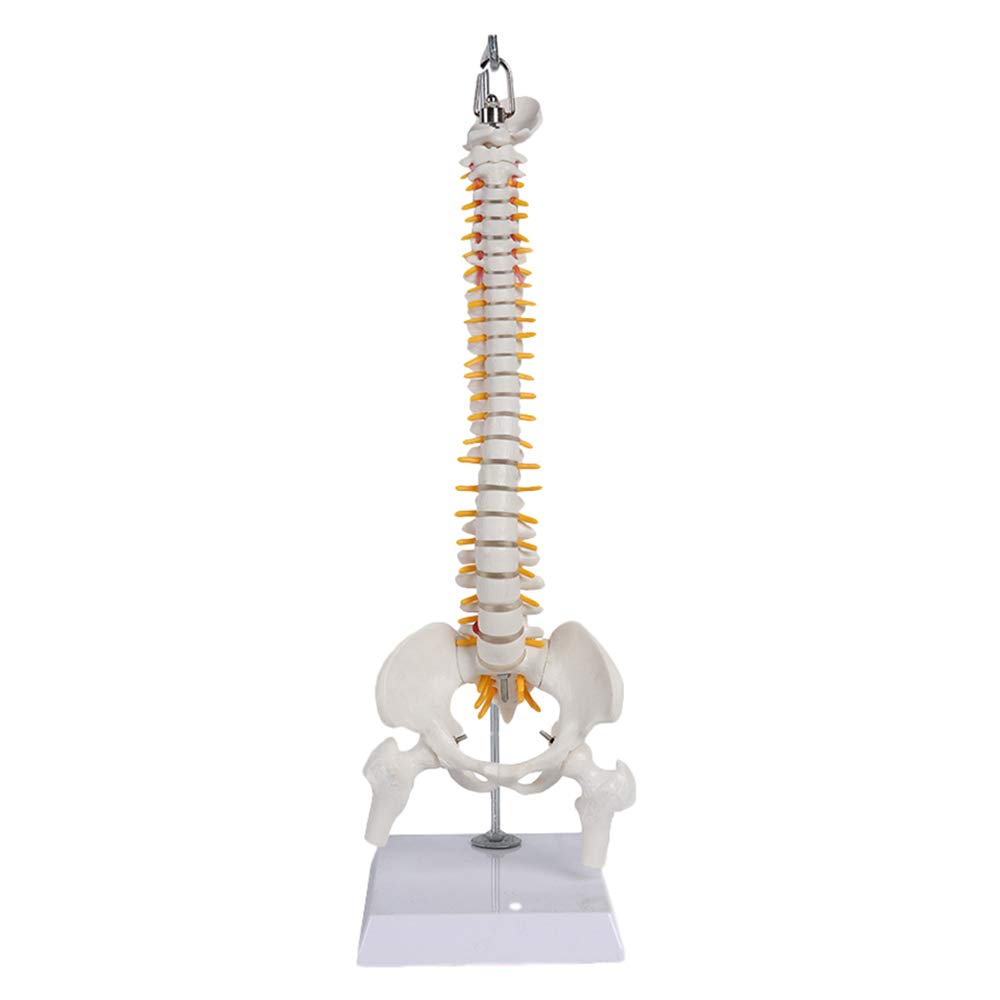 Buy Human Skeleton Model for Anatomy Spine Model Anatomical Skeleton ...