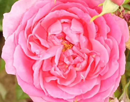 'Parade' Climbing Rose - Dark Pink Fragrant Blooms - Potted Rose 4L ...