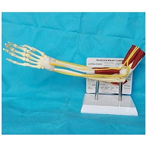 Buy FACAIA Educational Model Upper Limb Muscle Arm Model Anatomical ...