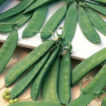 Amazon.com : Park Seed Dwarf White Sugar Snow Pea Seeds, 1 Pack of 160 ...