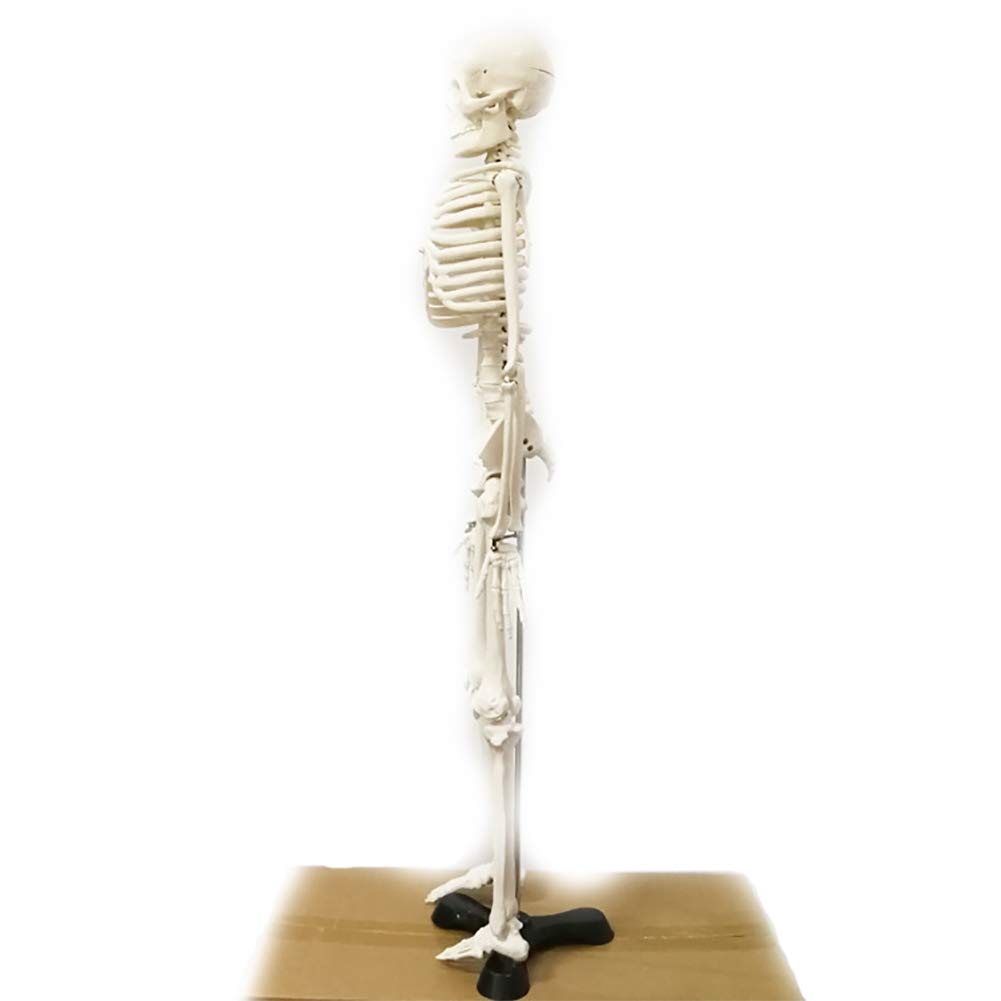 Human Skeleton Model, Anatomical Skeleton, Life Size Flexible Skeleton ...