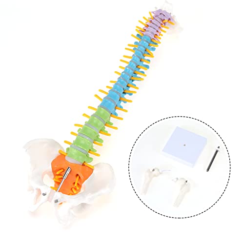 Snapklik.com : MIIRR Mini Color Spine Anatomy Model, 16.5" Human Spine ...