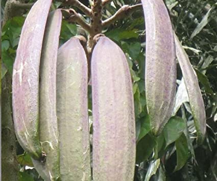 Buy Ganesh Organic Oroxylum Indicum (Shyonak ) Root Extract Tablets-60 ...