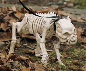 Life Size Skeleton Dog Halloween Prop Decoration : Amazon.co.uk: Home ...