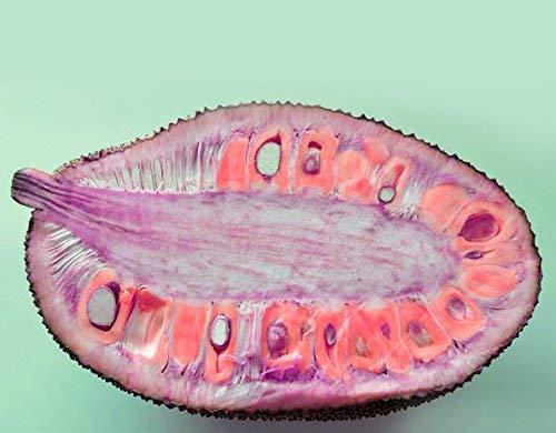 Creative Farmer Live Plant Then Varikka World Largest Tree Fruit ...