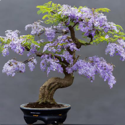 Bonsai Blue Jacaranda live plant : Amazon.in: Garden & Outdoors
