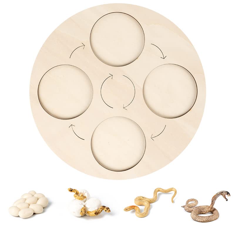 Buy Snake Growth Cycle,Snake Life Cycle Figurines Kit with Wooden ...