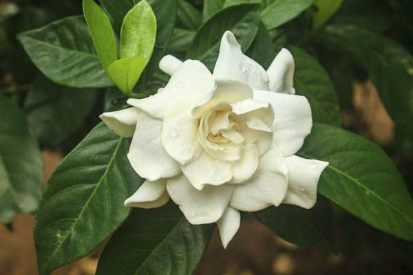 Hybrid Gandharaj/Gardenia/Jasmine Plant latest : Amazon.in: Garden ...