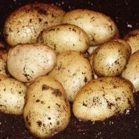 Seed Potato Wilja 1Kg : Amazon.co.uk: Garden
