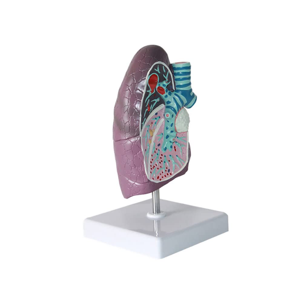 Buy Human Lung Model, Lung Anatomical Model, Lung Pathology Model, PVC ...