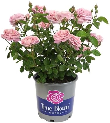 Amazon.com : True Bloom 'True Perfume' Pink Rose Bush, Live Roses ...