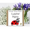 Grow Your Own Ladybird Poppy Plant Kit. Seeds Propagation Gardening ...