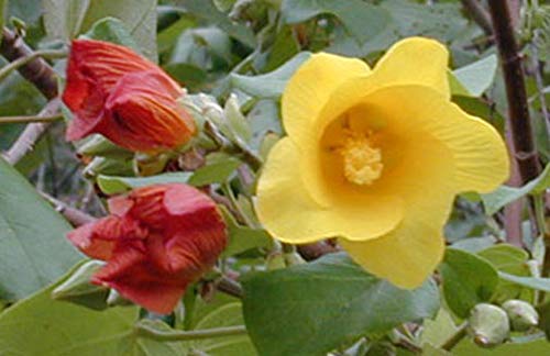 Cottonwood hibiscus - How to grow & care