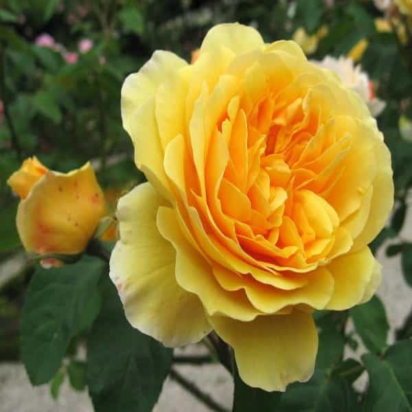 MITU Rose Flower Live Plant ' Yellow Climber ' Rose Flower Plant ...