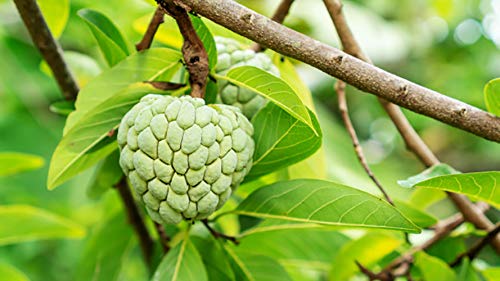 Trothic Gardens Rare Fruit Custard Apples/Sharifa/Sitaphal/Seetha Palam ...