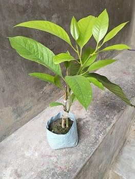 Live Orange Michelia Hirwa Chafa flowering Plant Son Champa Plant ...