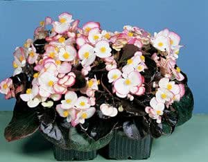 Amazon.com : Begonia Cocktail Rum 1,000 Seeds : Patio, Lawn & Garden