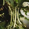 Amazon.com : Mountaineer White Half-Runner Bean - 50 Seeds - Rare ...