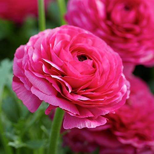 Ranunculus Perennial Flower Bulbs (Pink) by Kraft Seeds : Amazon.in ...