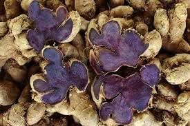 Black Turmeric- VENUS-ONLINE Black Turmeric Plant, KALI Haldi, Kari ...