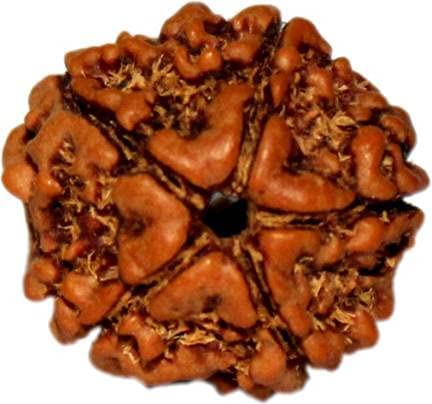 Buy SRT Rudra 5 Mukhi Rudraksha Pendant Lab Certified Nepali Five Mukhi ...
