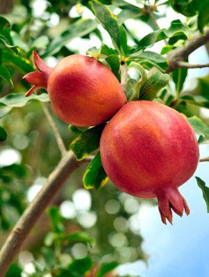 SelpLine | Red Big Anar pomegranate Fruit Plant : Amazon.in: Garden ...
