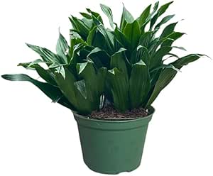 Amazon.com : Dracaena fragrans, Janet Craig, Corn Plant, Live Plant ...